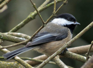 In Your Backyard: Urban Birding for Seattle Kids and Families | ParentMap