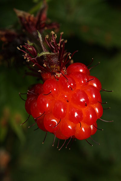 Summer Urban Foraging: Pick Wild Berries in Local Wild Places | ParentMap