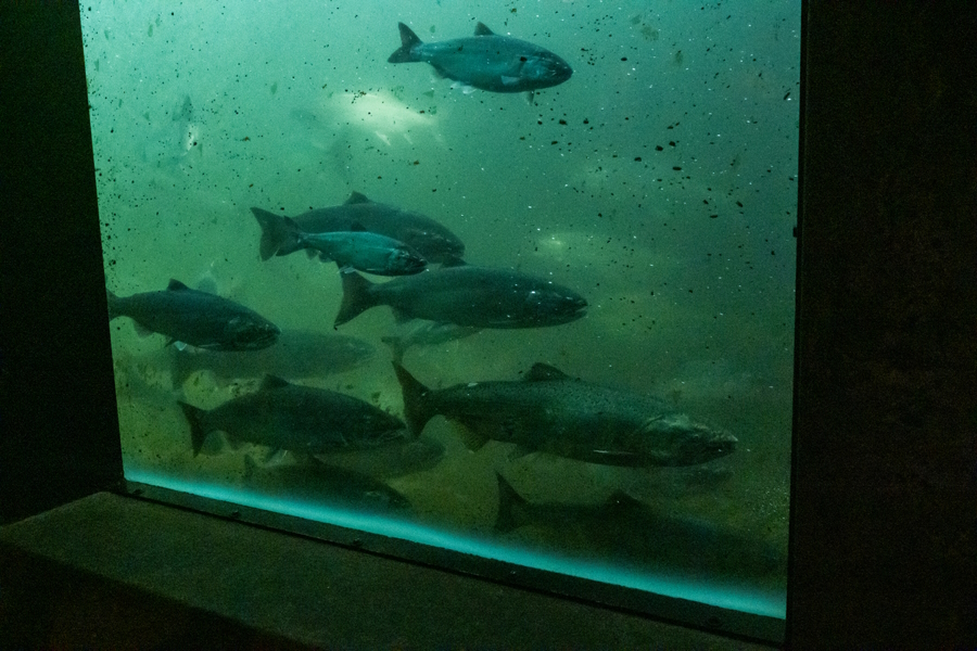 Family Activities in Seattle: September 2024 | ParentMap