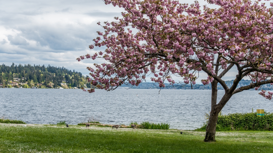 Where to See Cherry Blossoms and Other Spring Blooms Around Seattle ...