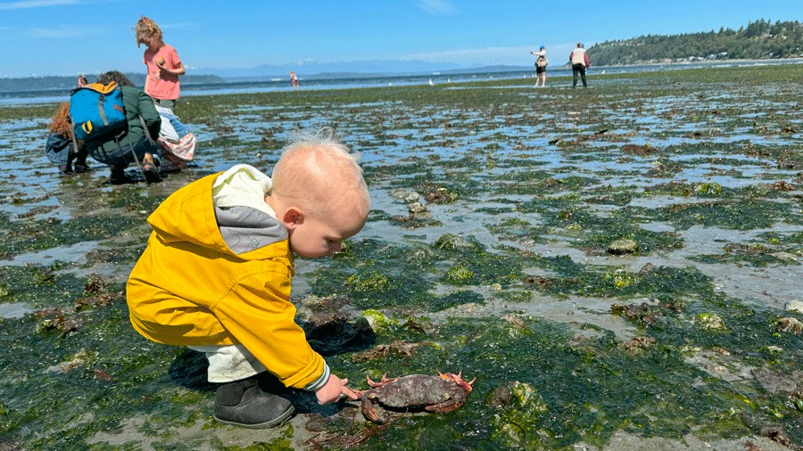 Free Things to Do in Seattle: July 2024 | ParentMap