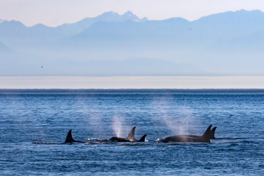 Take Your Family to Learn About (and See!) Orcas | ParentMap