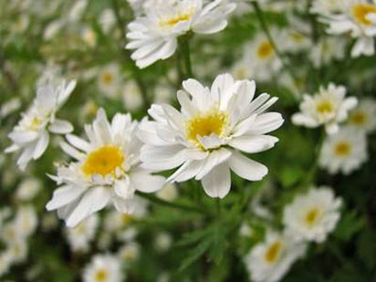 Pretty and Delicious: 8 Fun Edible Flowers to Plant with Kids | ParentMap