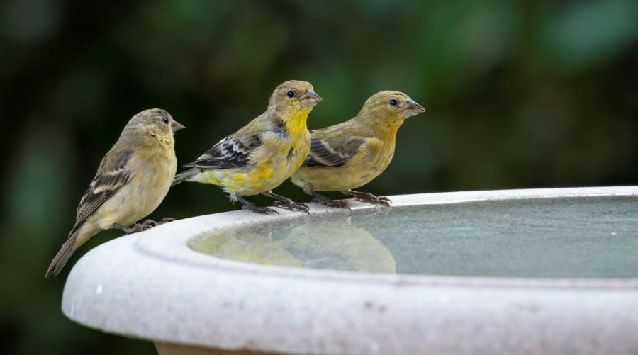 Free Things to Do in Seattle: February 2025 | ParentMap