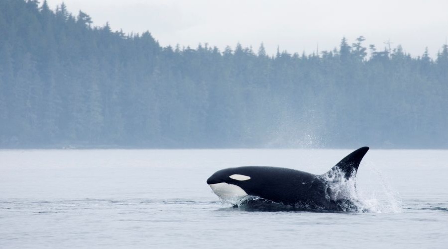 Free Things to Do in Seattle: November 2025 | ParentMap