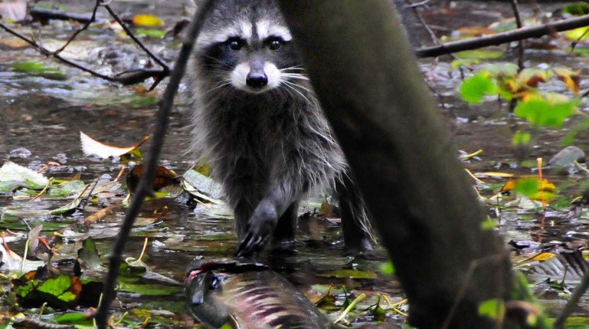 10 Best Places to See Salmon Spawning Around Seattle and the Eastside ...