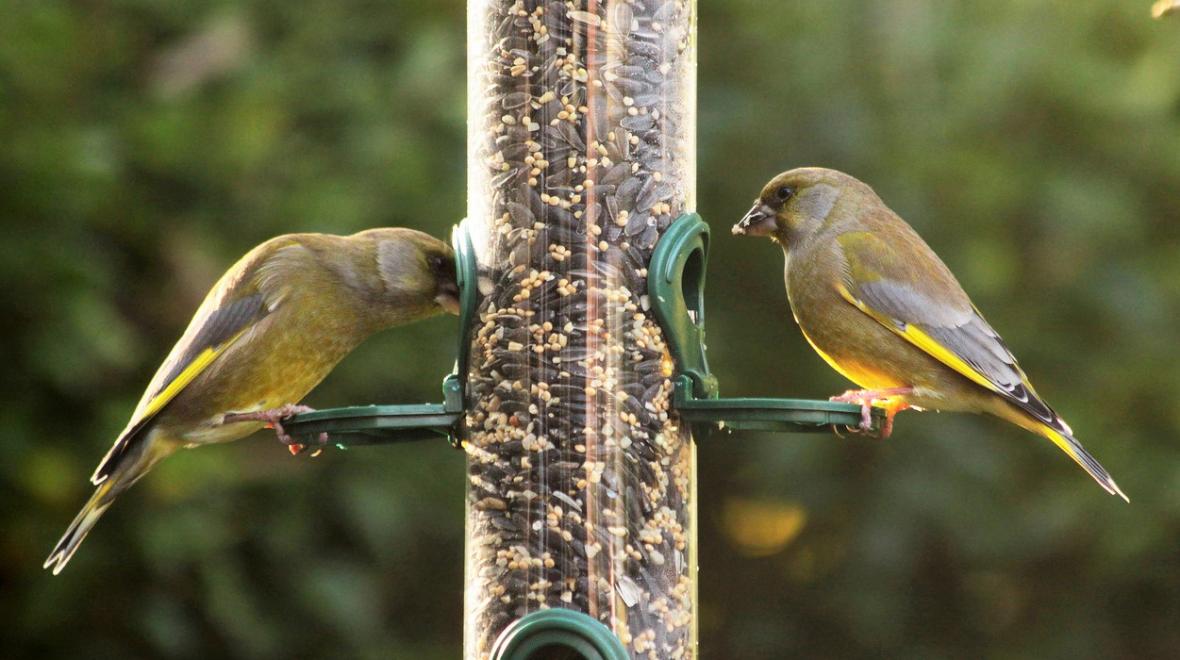 Backyard Birding: Urban Birding Guide for Seattle-Area Kids and ...