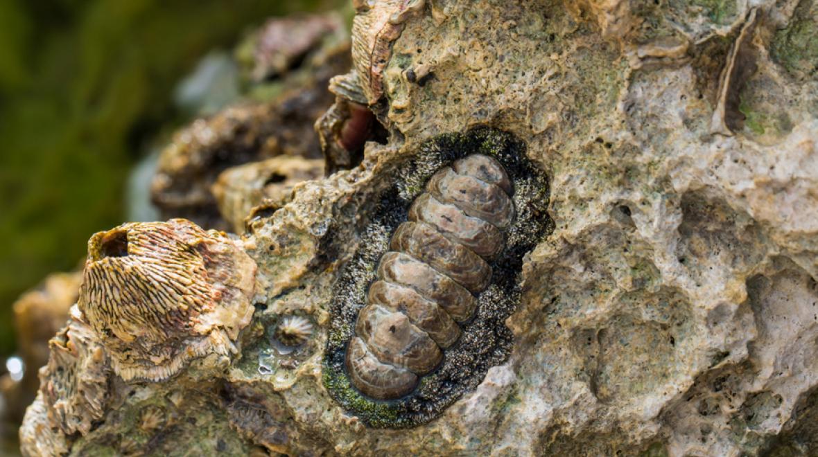 Low Tide Beach Scavenger Hunt for Seattle-Area Families | ParentMap