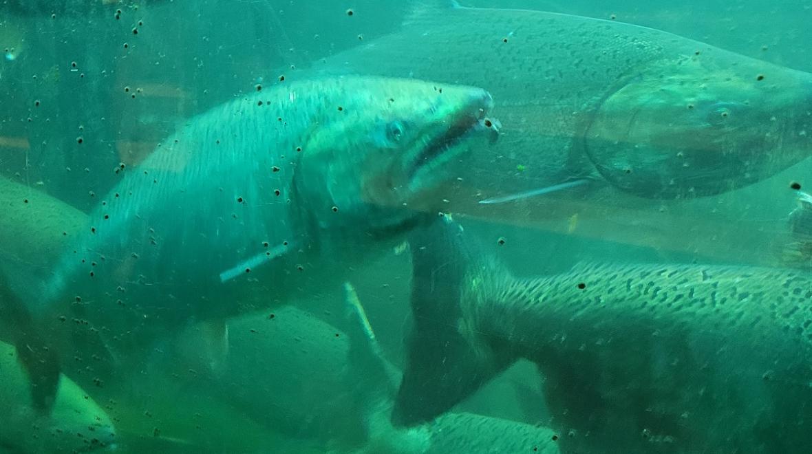10 Best Places to See Salmon Spawning Around Seattle and the Eastside ...