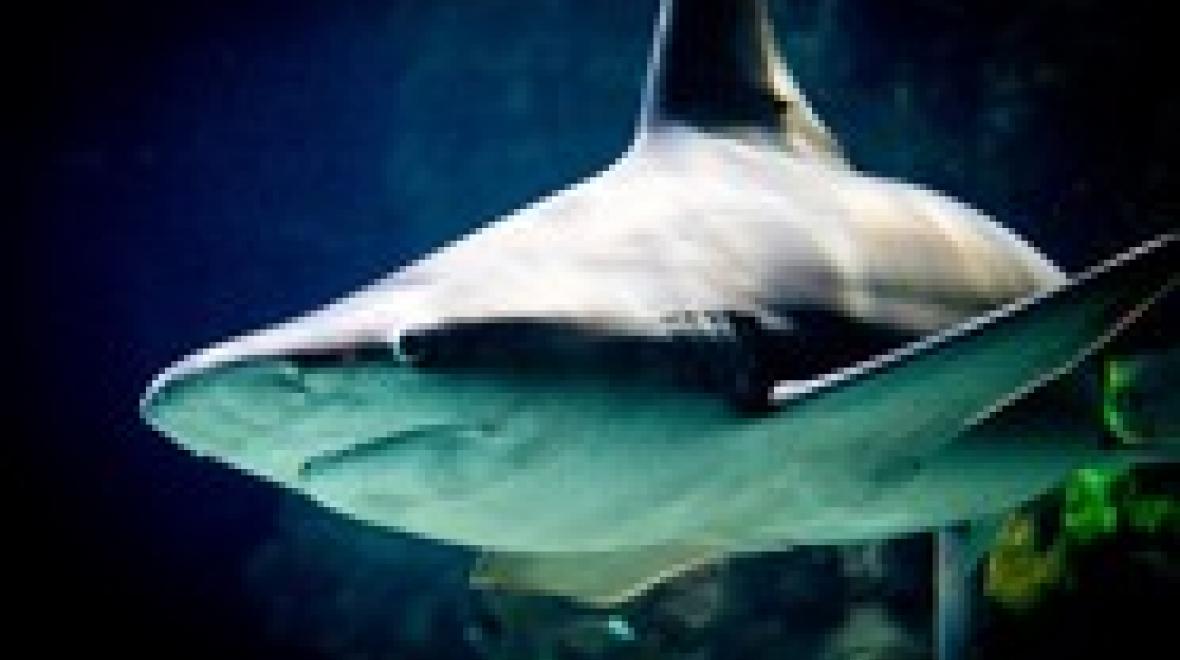 Shark Extravaganza at Point Defiance Zoo & Aquarium | Seattle Area ...