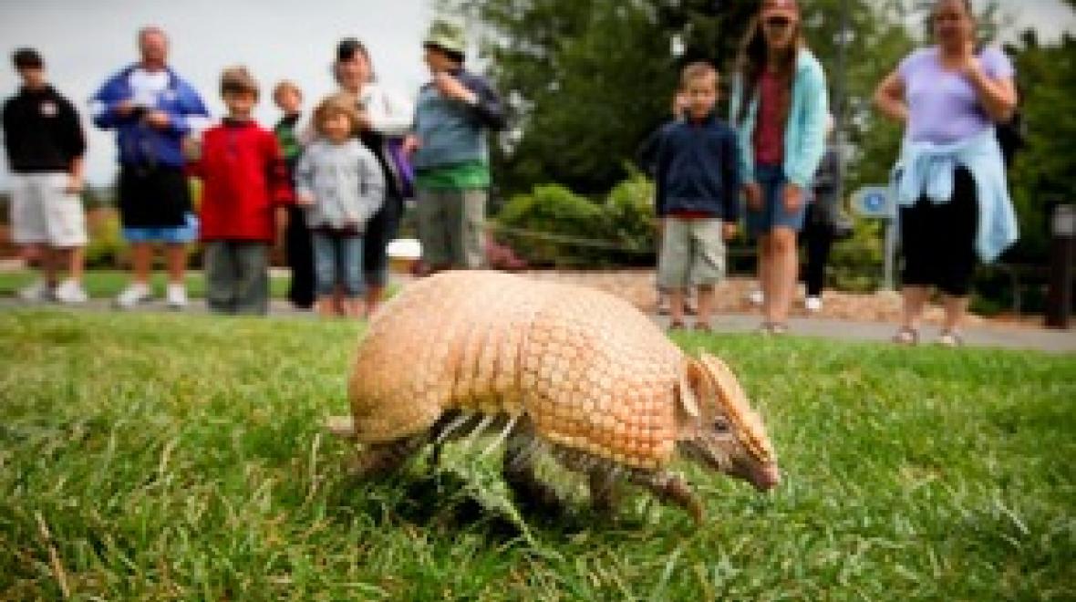 Wild Wonders Outdoor Theater Opening at Point Defiance Zoo & Aquarium ...