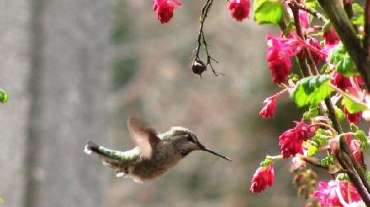 Hummingbird Super Saturday | Seattle Area Family Fun Calendar | ParentMap