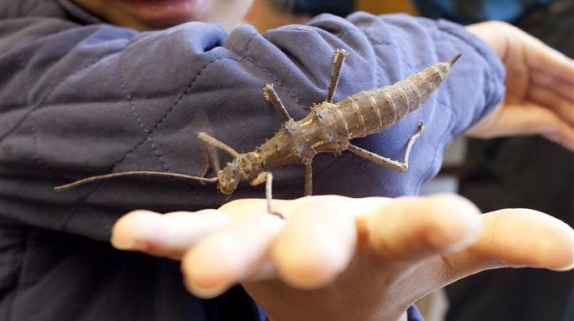 Bug Blast | Seattle Area Family Fun Calendar | ParentMap