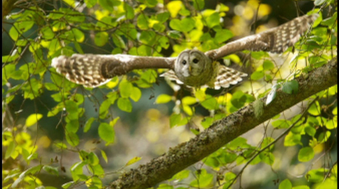 Owl Prowl at Discovery Park | Seattle Area Family Fun Calendar | ParentMap