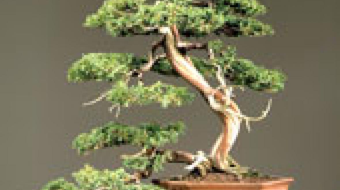 Third Thursday at Pacific Bonsai Museum | Seattle Area Family Fun ...