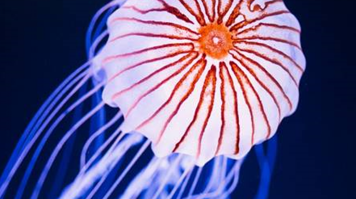 Grand Opening of Jellies Exhibit | Seattle Area Family Fun Calendar ...