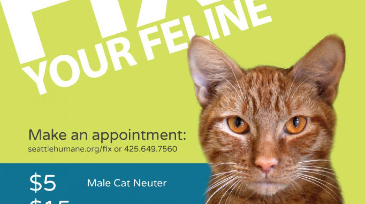 Feline Fix Day | Seattle Area Family Fun Calendar | ParentMap