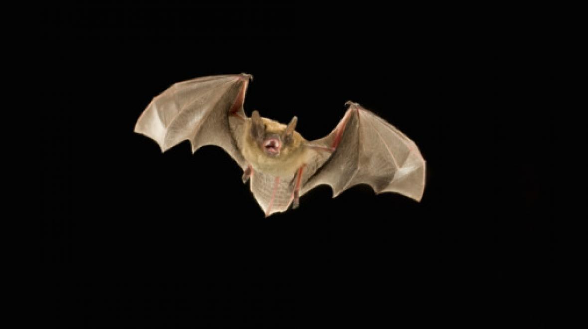 Bats in Northwest Skies Workshop | Seattle Area Family Fun Calendar ...