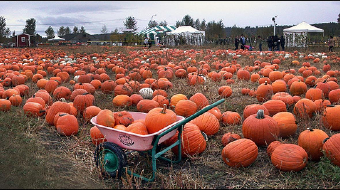 Pumpkin Patch & Corn Maze | Seattle Area Family Fun Calendar | ParentMap