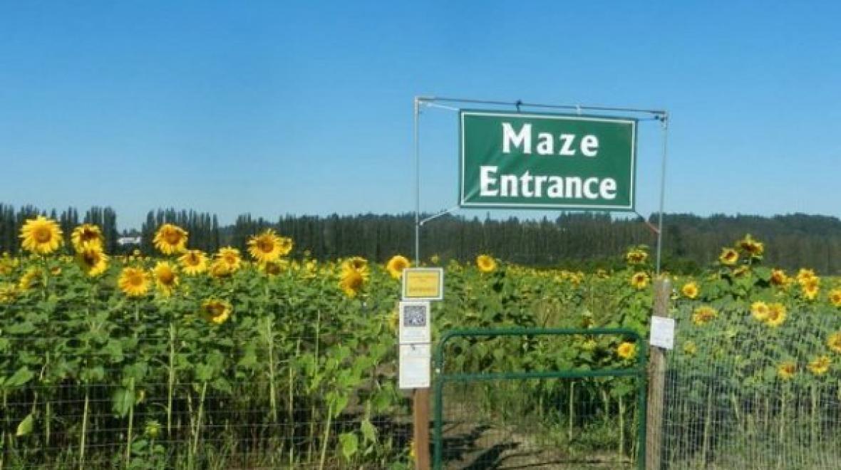 Corn/Sunflower Maze Early Bird Saturday | Seattle Area Family Fun ...