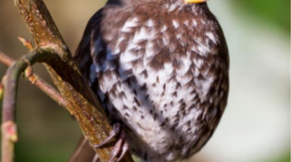 Identifying The Small Brown Birds of Winter | Seattle Area Family Fun ...