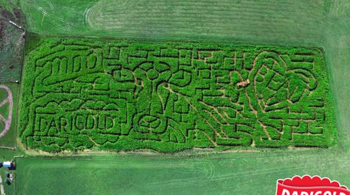 Darigold's Fall-Friendly Corn Maze at Thomasson Family Farm | Seattle ...
