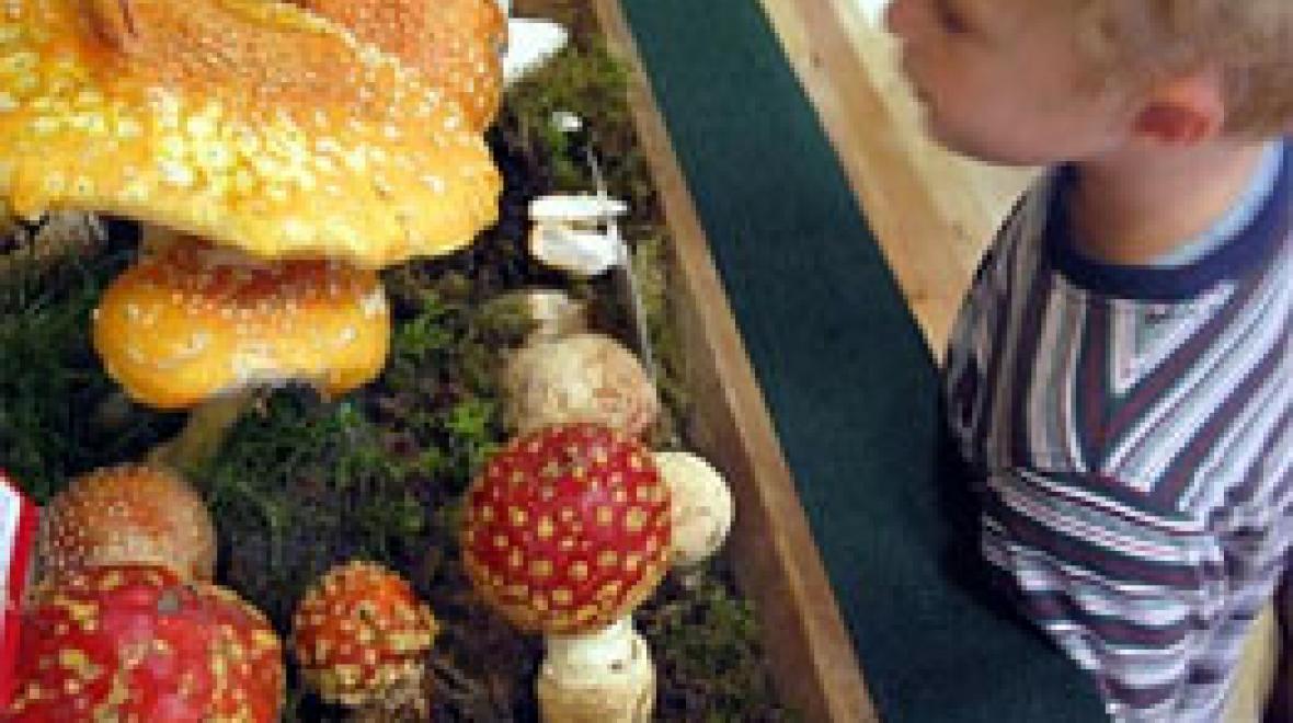 Wild Mushroom Show | Seattle Area Family Fun Calendar | ParentMap