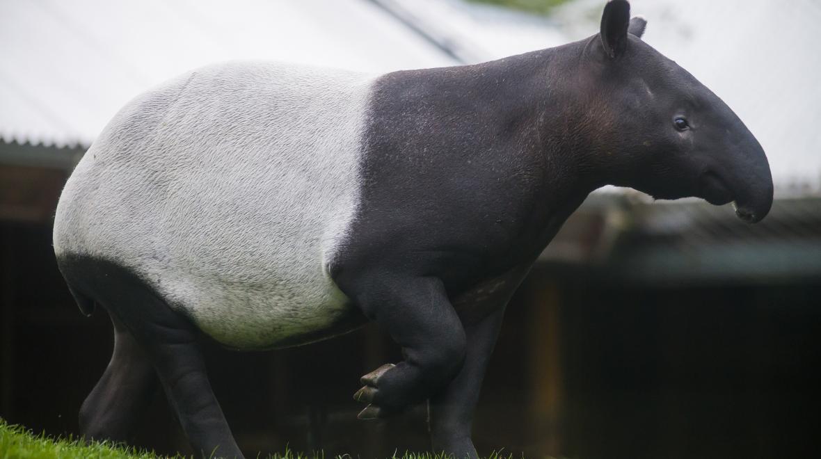 Malayan Tapir Debut | Seattle Area Family Fun Calendar | ParentMap