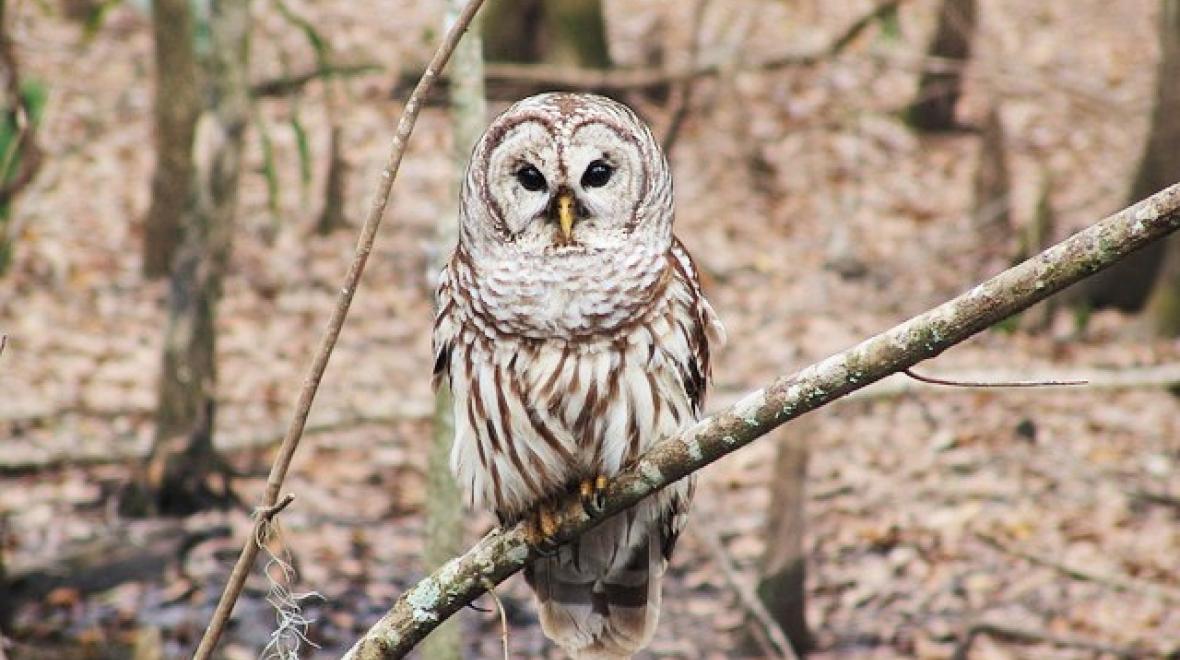 Nighttime Nature Walk: Owls and Owlets | Seattle Area Family Fun ...