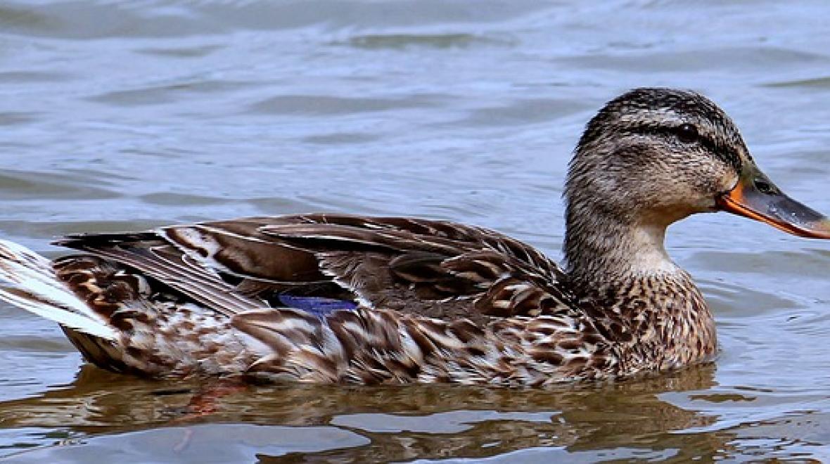 Ducks, Our Web-footed Friends | Seattle Area Family Fun Calendar ...