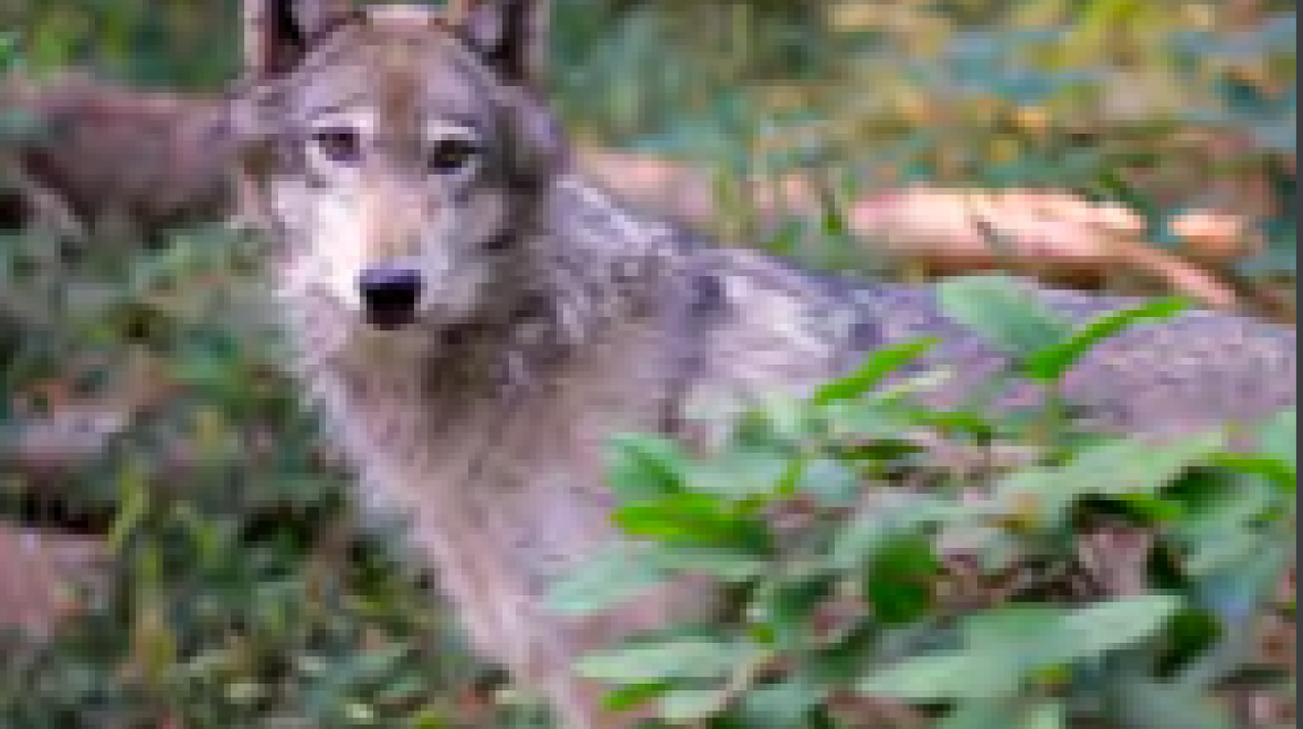 Where are the Wolves?! | Seattle Area Family Fun Calendar | ParentMap