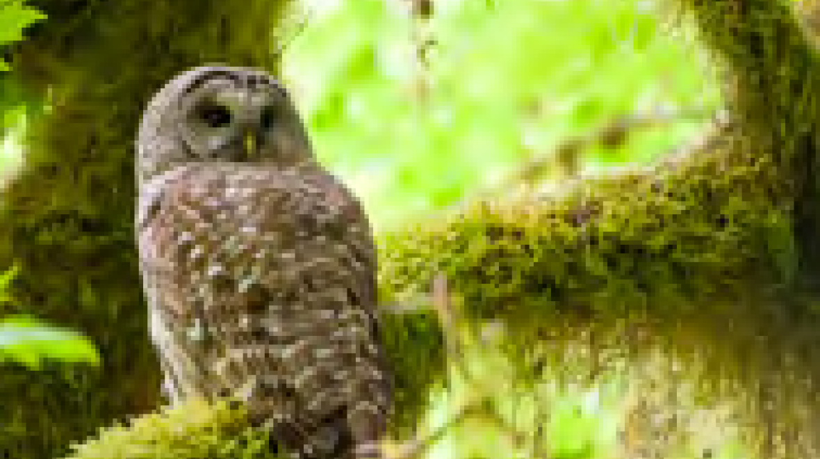 Whooo is in the Forest? | Seattle Area Family Fun Calendar | ParentMap