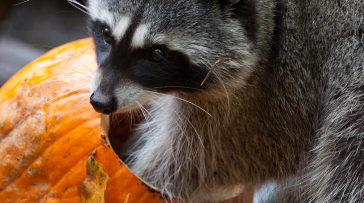 Pumpkin Chomp & Stomp | Seattle Area Family Fun Calendar | ParentMap