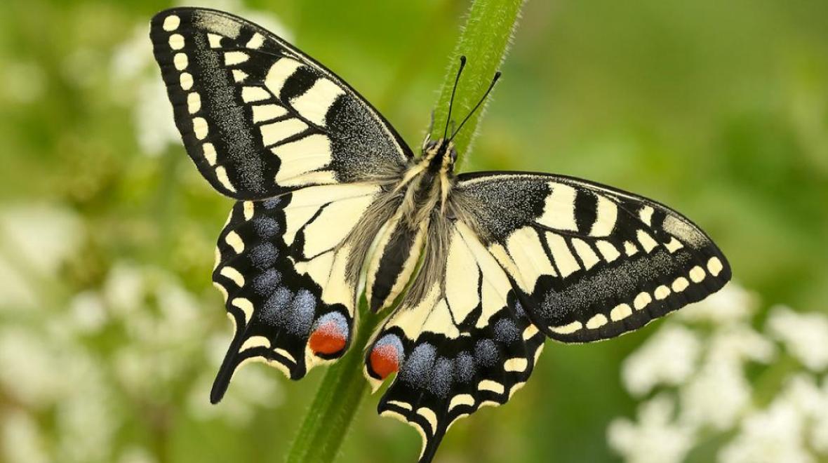 Ranger Program: Priceless Pollinators | Seattle Area Family Fun ...