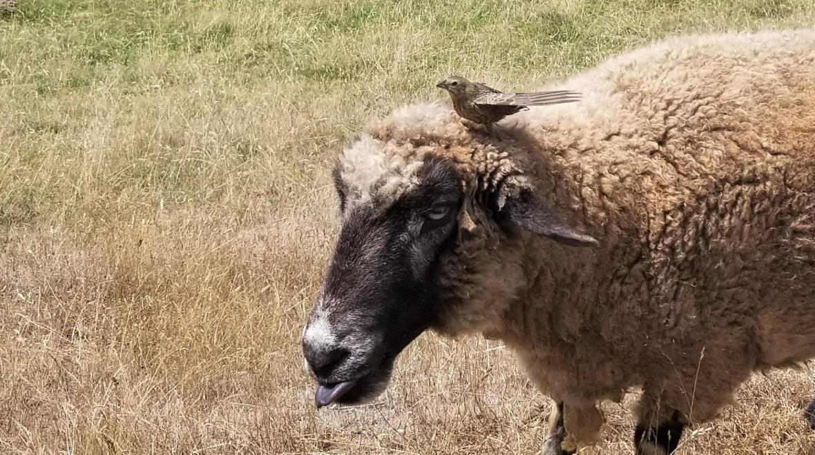 Unexpected Animal Friends | Seattle Area Family Fun Calendar | ParentMap