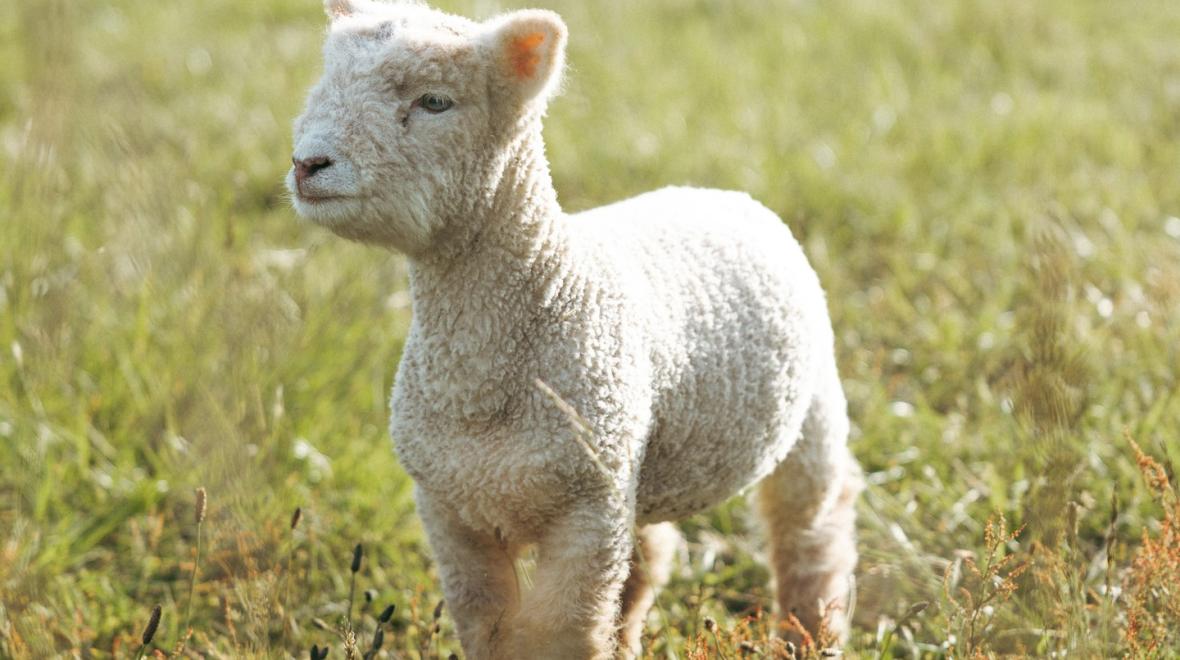 Toddler Tuesdays at Infinity Farm Issaquah - Evening Session | Seattle ...