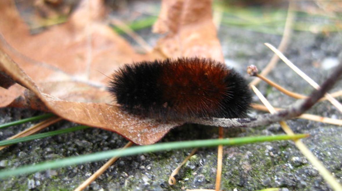 A Closer Look: PNW Caterpillars | Seattle Area Family Fun Calendar ...