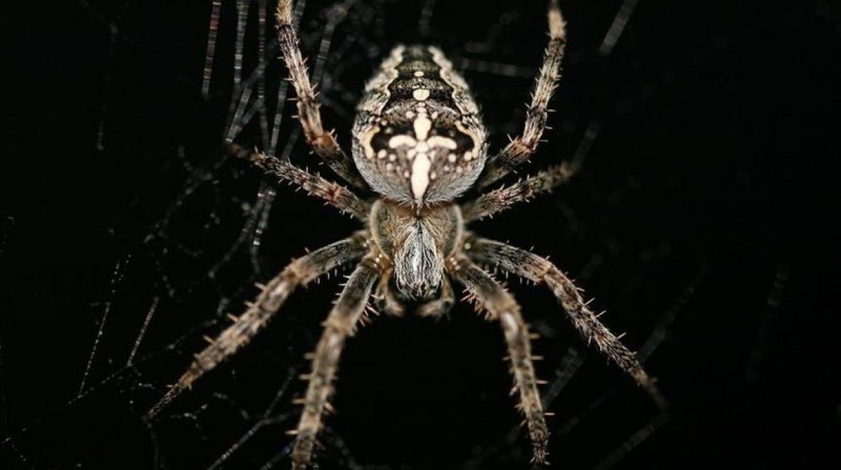 Spooky Spiders | Seattle Area Family Fun Calendar | ParentMap