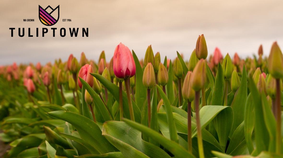 Tulip Town Tours on Facebook Live | Seattle Area Family Fun Calendar ...