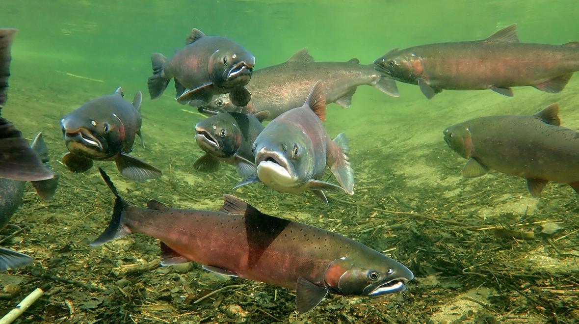 The Life of a Salmon | Seattle Area Family Fun Calendar | ParentMap