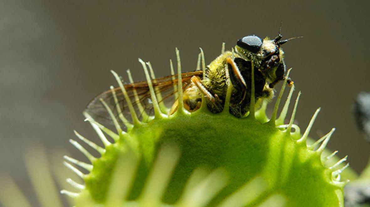 When Plants Attack | Seattle Area Family Fun Calendar | ParentMap