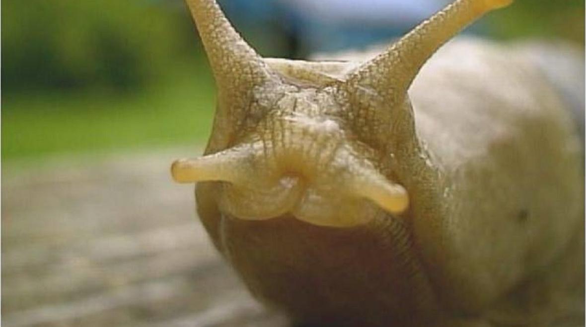 The Secret Life of Slugs | Seattle Area Family Fun Calendar | ParentMap