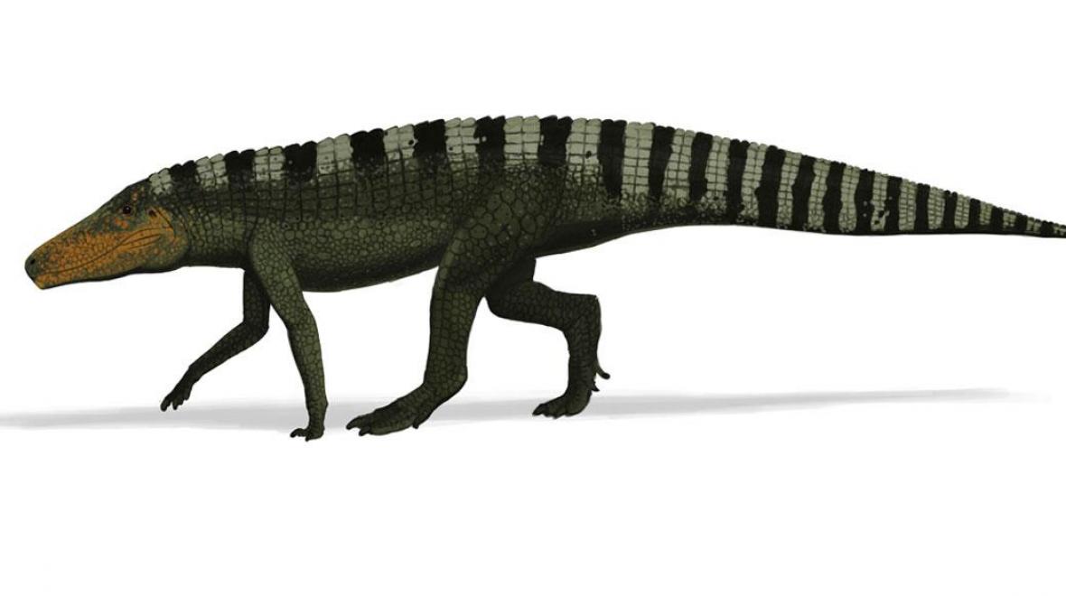 Dinosaur Movement: From Humble Beginnings to Earth-Shaking Giants ...