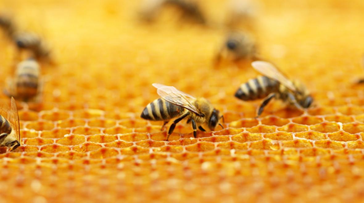 Backyard Habitat and Bee Workshop | Seattle Area Family Fun Calendar ...