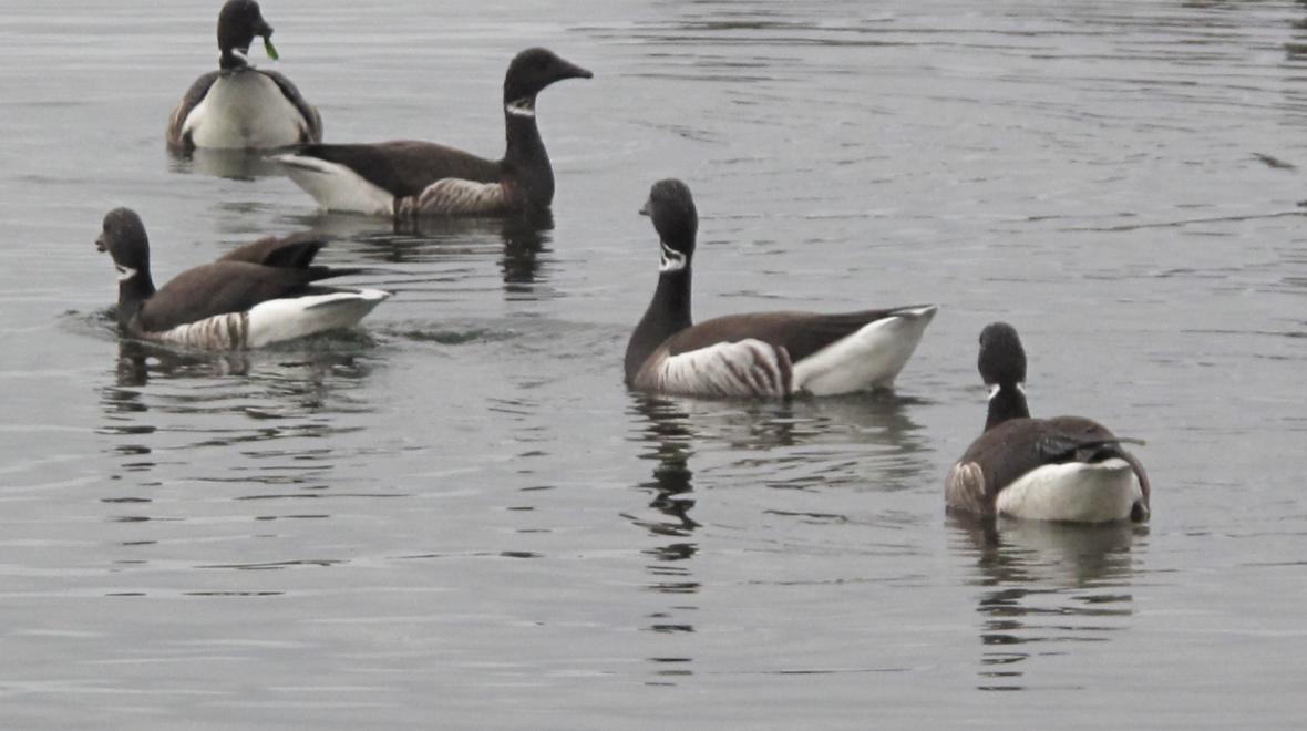 HYBRID: 2021 Puget Sound BirdFest | Seattle Area Family Fun Calendar ...