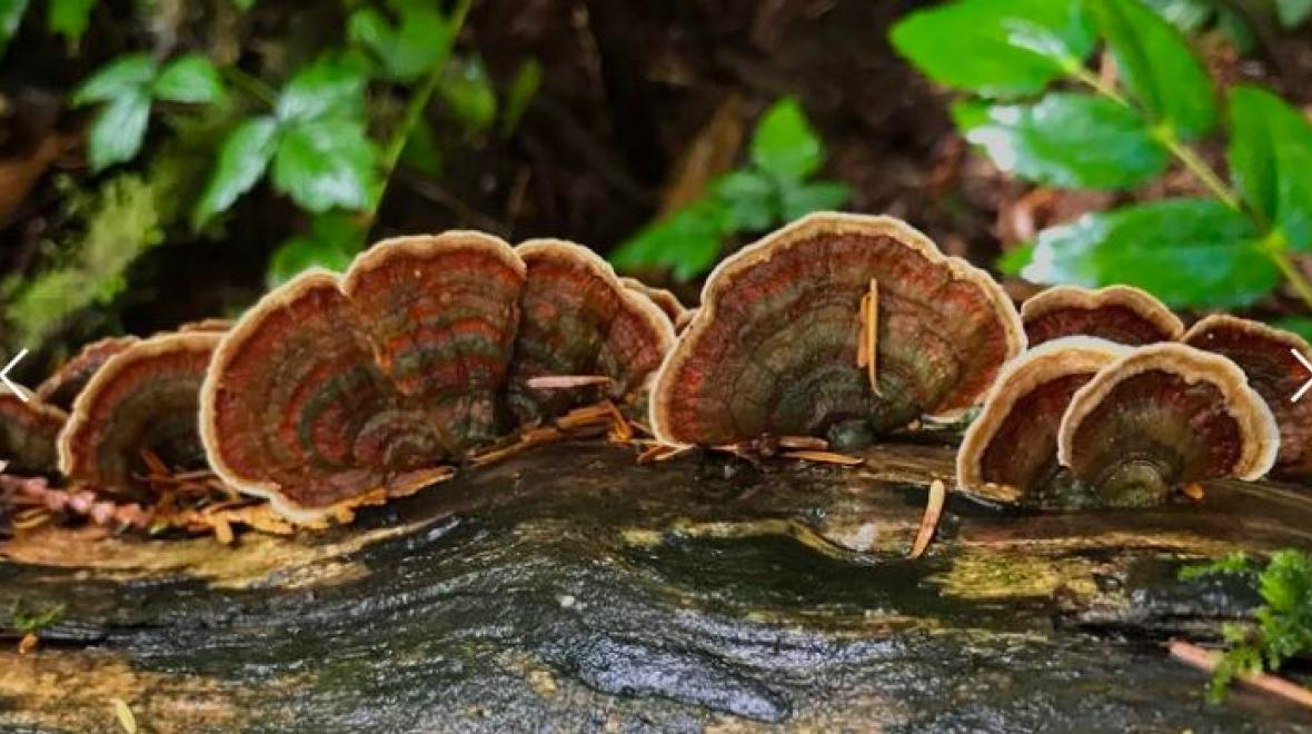 Spring Fungi Walk | Seattle Area Family Fun Calendar | ParentMap