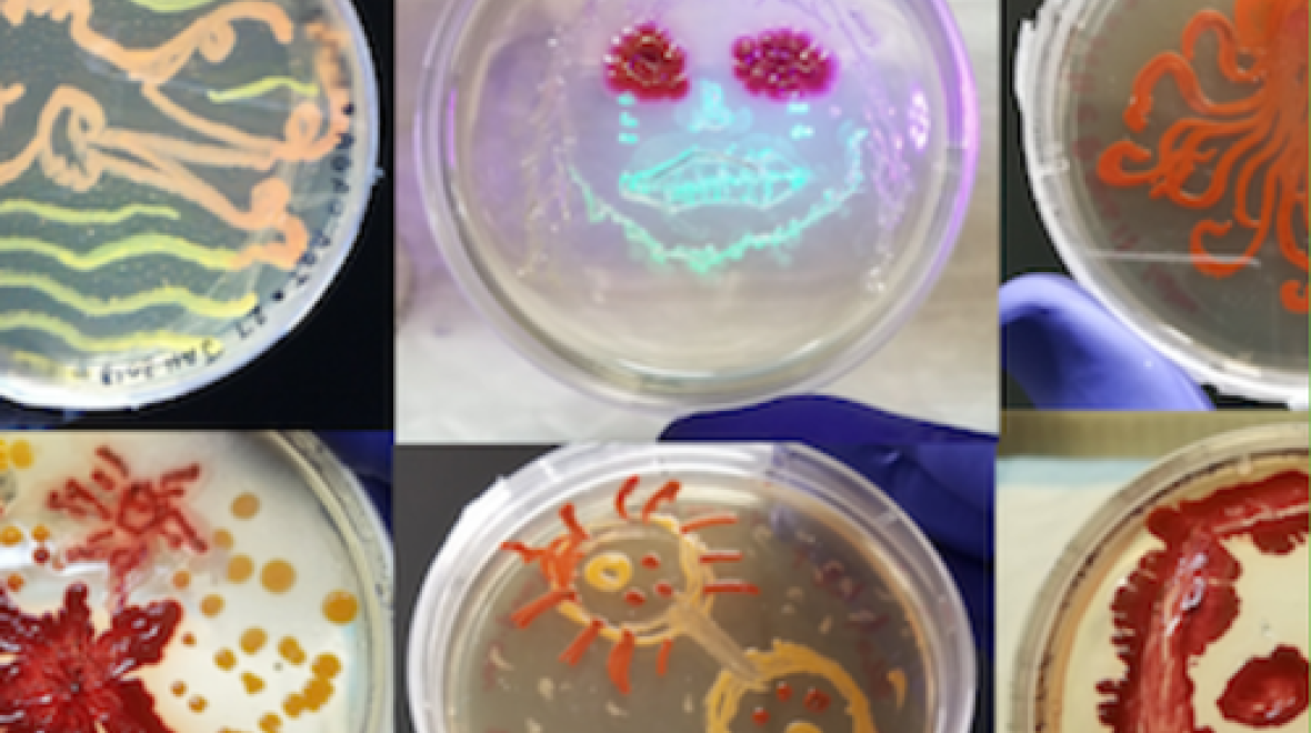 Painting with Bacteria | Seattle Area Family Fun Calendar | ParentMap