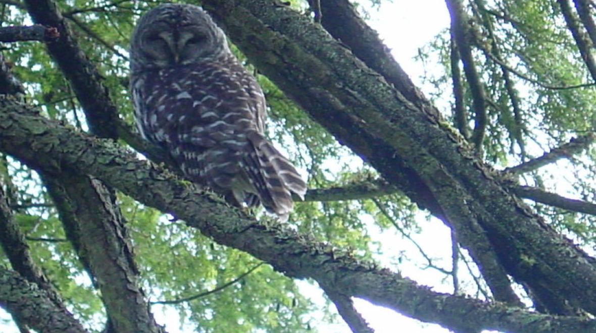 Guided Nature Walk: Backyard Bird Count | Seattle Area Family Fun ...