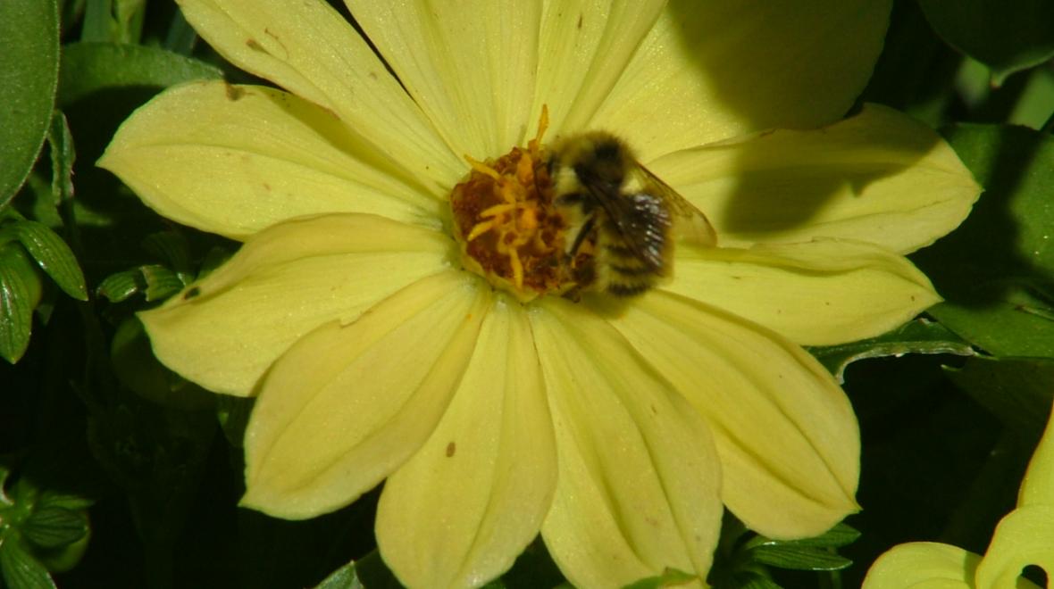 Bees and Blooms | Seattle Area Family Fun Calendar | ParentMap