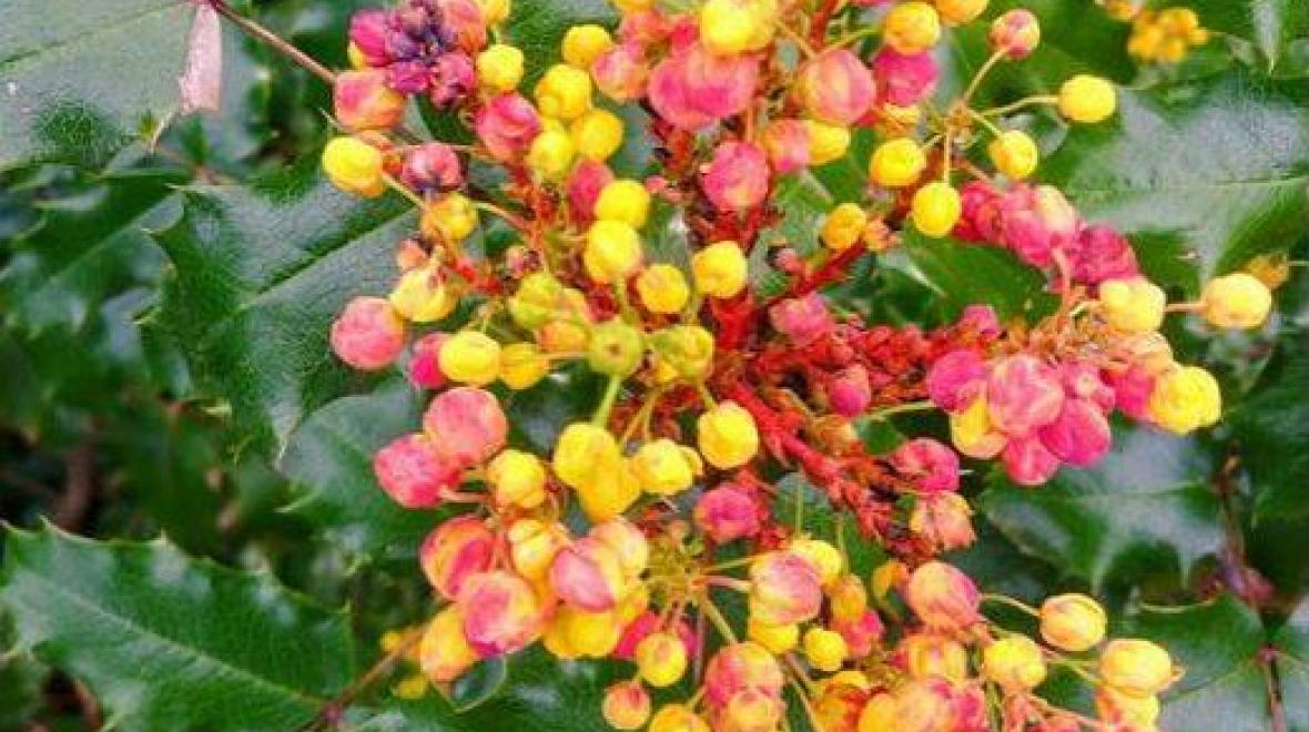 Guided Nature Walk: Edible Plants Walk | Seattle Area Family Fun ...